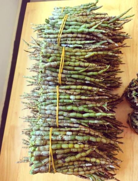 铁皮枫斗的正确吃法_铁皮枫斗一天吃几次-第1张图片-山城妙识