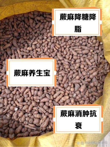 蕨麻图片长什么样_蕨麻的功效与作用-第3张图片-山城妙识 蕨麻图片长什么样_蕨麻的功效与作用-第3张图片-山城妙识