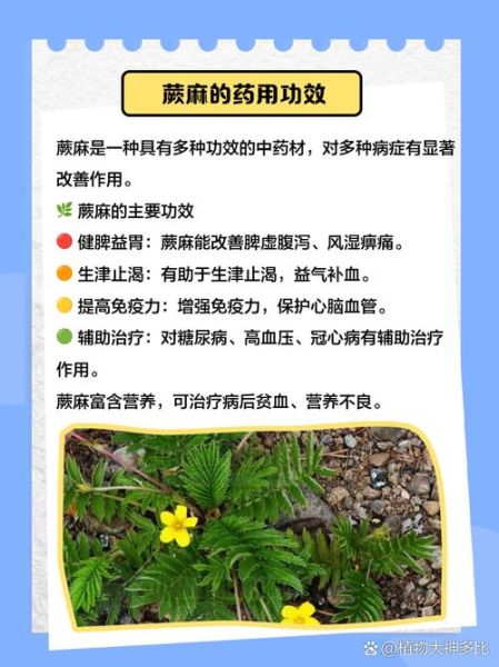 蕨麻图片长什么样_蕨麻的功效与作用-第2张图片-山城妙识 蕨麻图片长什么样_蕨麻的功效与作用-第2张图片-山城妙识