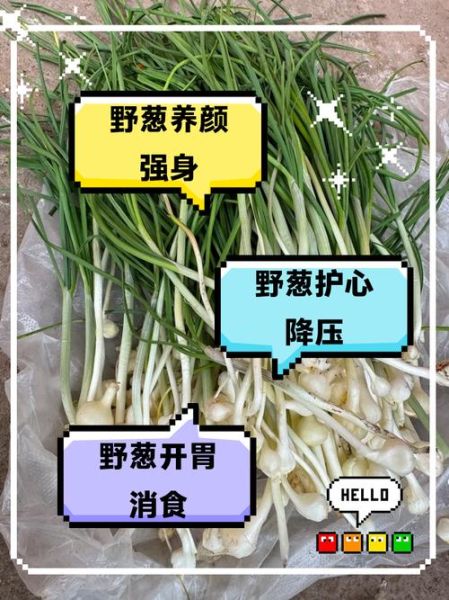 野葱图片作用与用途_野葱图片能做什么-第2张图片-山城妙识