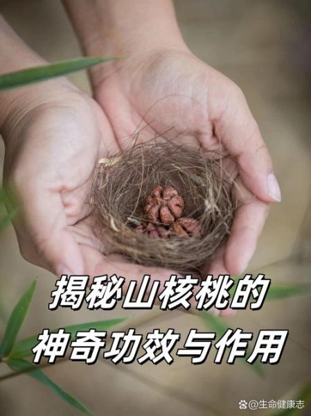 野核桃的功效与作用_野核桃怎么吃最养生-第3张图片-山城妙识 野核桃的功效与作用_野核桃怎么吃最养生-第3张图片-山城妙识