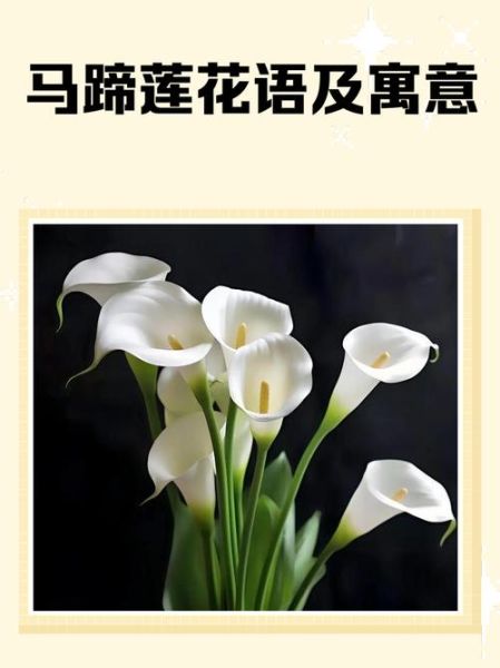 马蹄莲花语是什么_马蹄莲寓意适合送谁-第2张图片-山城妙识 马蹄莲花语是什么_马蹄莲寓意适合送谁-第2张图片-山城妙识