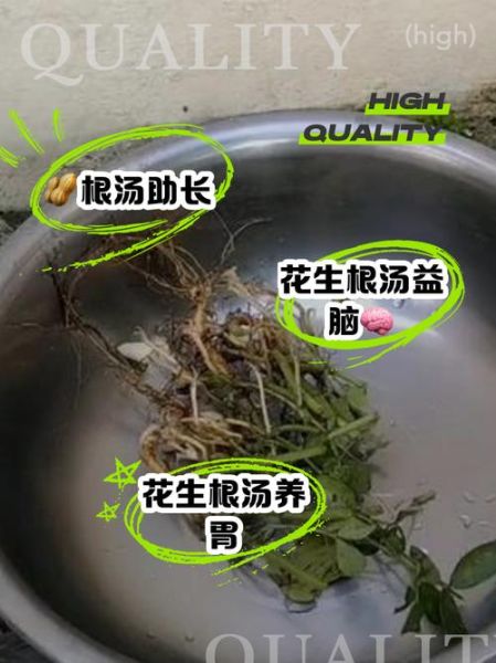花生根的功效与作用_花生根怎么吃效果最好-第1张图片-山城妙识