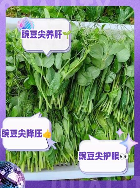 豌豆尖嘌呤高吗_痛风能吃豌豆尖吗-第1张图片-山城妙识