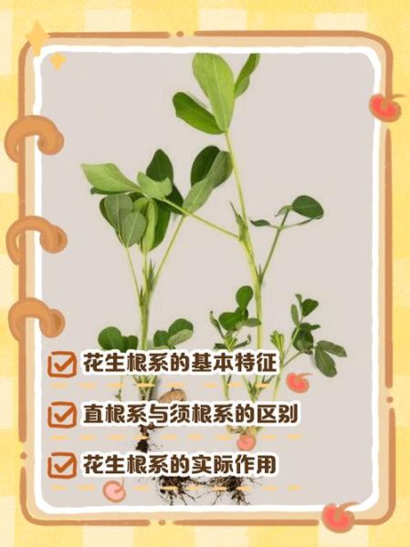 花生根的功效与作用_花生根怎么吃效果最好-第2张图片-山城妙识