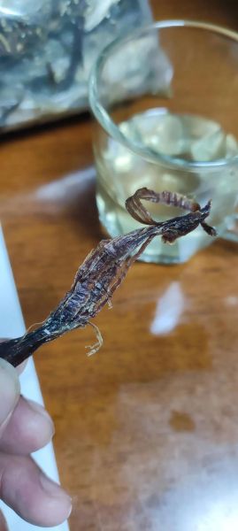 麂子肉怎么做好吃_麂子肉价格多少钱一斤-第2张图片-山城妙识 麂子肉怎么做好吃_麂子肉价格多少钱一斤-第2张图片-山城妙识