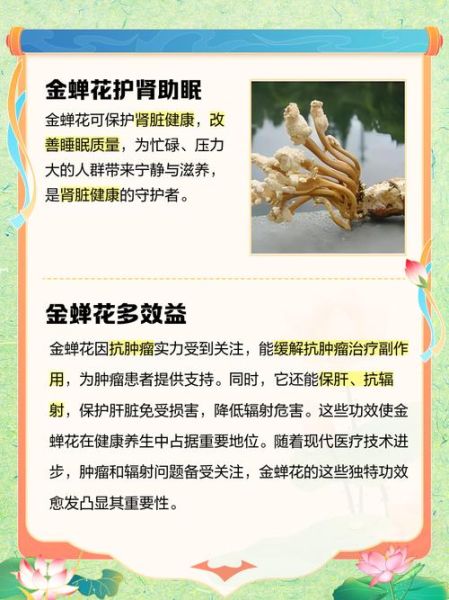 金蝉花图片有什么功效_金蝉花作用与禁忌-第1张图片-山城妙识 金蝉花图片有什么功效_金蝉花作用与禁忌-第1张图片-山城妙识