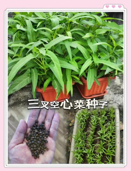 空心菜叶子要摘吗_空心菜叶子怎么摘-第1张图片-山城妙识 空心菜叶子要摘吗_空心菜叶子怎么摘-第1张图片-山城妙识