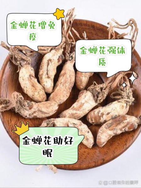 金蝉花图片有什么功效_金蝉花作用与禁忌-第3张图片-山城妙识 金蝉花图片有什么功效_金蝉花作用与禁忌-第3张图片-山城妙识