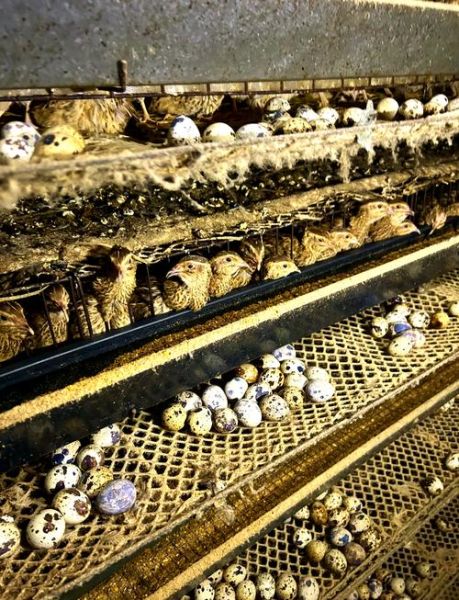 鹌鹑养殖笼怎么选_鹌鹑养殖笼多少钱一个-第3张图片-山城妙识