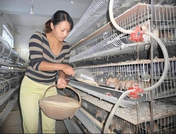 鹌鹑养殖笼怎么选_鹌鹑养殖笼多少钱一个-第1张图片-山城妙识