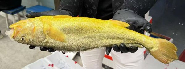 黄瓜鱼一斤多少钱_今日最新批发价-第1张图片-山城妙识