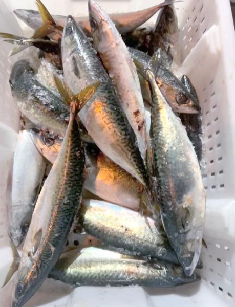 鲐鲅鱼有毒为什么卖_鲐鲅鱼中毒怎么避免-第1张图片-山城妙识 鲐鲅鱼有毒为什么卖_鲐鲅鱼中毒怎么避免-第1张图片-山城妙识