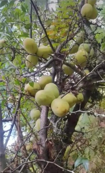 酸木瓜树怎么种_酸木瓜树几年结果-第1张图片-山城妙识