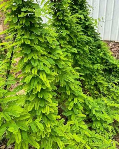 鸡骨草治疗肝硬化有效吗_真实案例分享-第1张图片-山城妙识