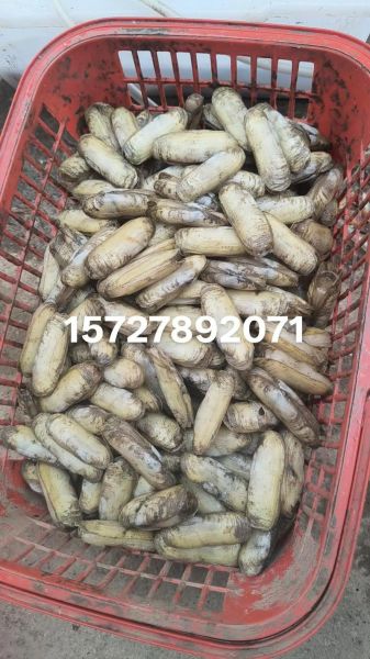 蛏子没焯水直接炒可以吗_蛏子不焯水炒多久能熟-第2张图片-山城妙识 蛏子没焯水直接炒可以吗_蛏子不焯水炒多久能熟-第2张图片-山城妙识