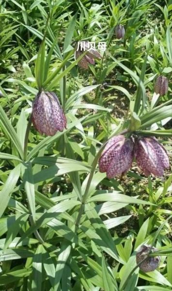 去肺结节的两味药是什么_川贝母配夏枯草有效吗-第2张图片-山城妙识