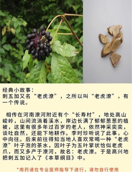 刺五加配什么药治失眠最有效_刺五加和酸枣仁能一起吃吗-第1张图片-山城妙识 刺五加配什么药治失眠最有效_刺五加和酸枣仁能一起吃吗-第1张图片-山城妙识