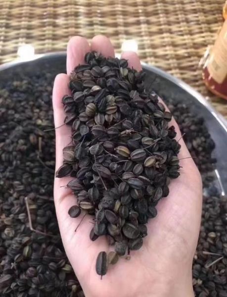 刺五加配什么药治失眠最有效_刺五加和酸枣仁能一起吃吗-第3张图片-山城妙识 刺五加配什么药治失眠最有效_刺五加和酸枣仁能一起吃吗-第3张图片-山城妙识