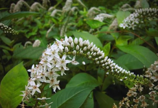 珍珠菜的功效与作用_珍珠菜图片长什么样-第3张图片-山城妙识