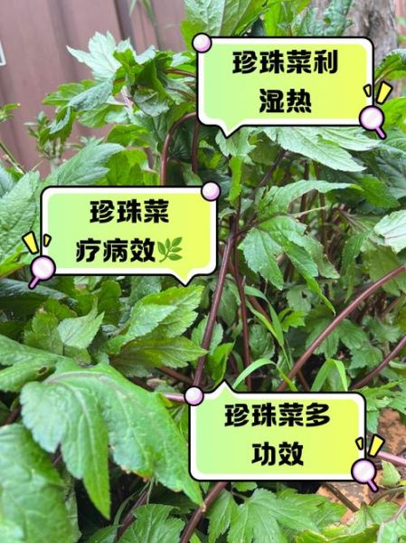 珍珠菜的功效与作用_珍珠菜图片长什么样-第2张图片-山城妙识