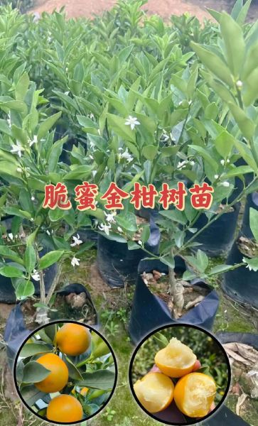 金桔树苗怎么选_金桔树苗多久结果-第2张图片-山城妙识
