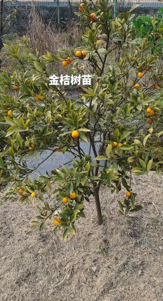 金桔树苗怎么选_金桔树苗多久结果-第1张图片-山城妙识