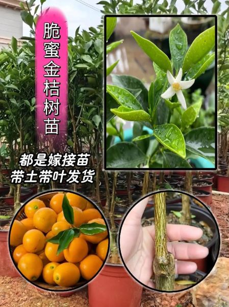 金桔树苗怎么选_金桔树苗多久结果-第3张图片-山城妙识
