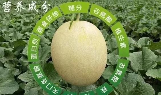 白兰瓜和哈密瓜的区别_哪个更好吃-第2张图片-山城妙识 白兰瓜和哈密瓜的区别_哪个更好吃-第2张图片-山城妙识