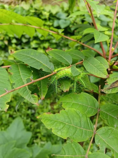 八角丁虫的功效与作用_八角丁虫怎么服用-第1张图片-山城妙识