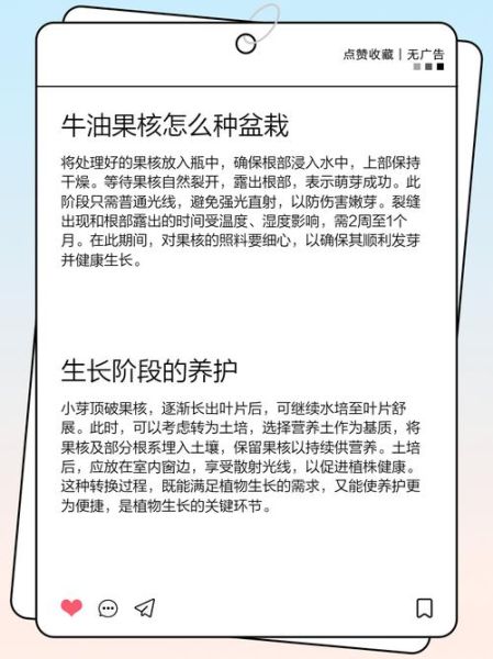 牛油果核怎么种盆栽_牛油果核能水培吗-第1张图片-山城妙识