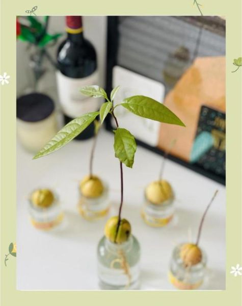 牛油果核怎么种盆栽_牛油果核能水培吗-第2张图片-山城妙识