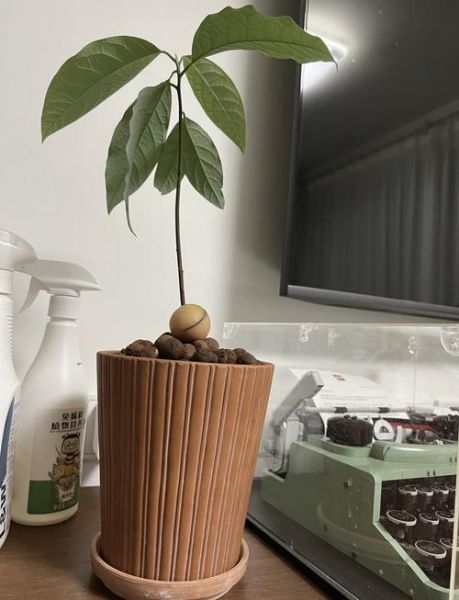 牛油果核怎么种盆栽_牛油果核能水培吗-第3张图片-山城妙识