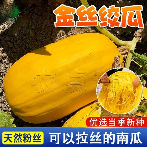 金丝绞瓜多少钱一斤_金丝绞瓜价格行情-第3张图片-山城妙识 金丝绞瓜多少钱一斤_金丝绞瓜价格行情-第3张图片-山城妙识