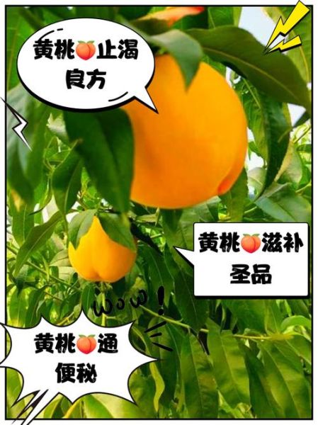 黄桃的功效与作用_黄桃的营养价值有哪些-第3张图片-山城妙识 黄桃的功效与作用_黄桃的营养价值有哪些-第3张图片-山城妙识