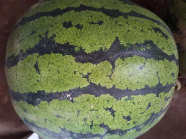 西瓜皮降血糖吗_西瓜皮降血压是真的吗-第1张图片-山城妙识