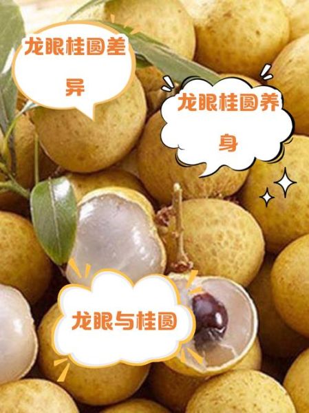 龙眼肉和桂圆是一种东西吗_区别与功效-第2张图片-山城妙识