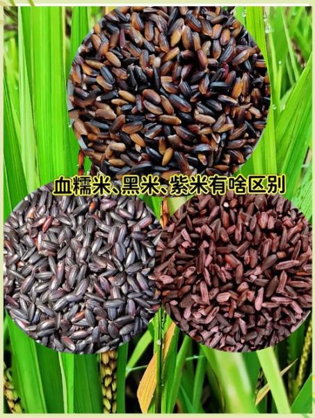 紫米和黑米哪个好_紫米和黑米的区别-第2张图片-山城妙识