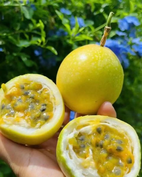 黄金百香果的功效与作用_怎么吃效果最好-第2张图片-山城妙识 黄金百香果的功效与作用_怎么吃效果最好-第2张图片-山城妙识