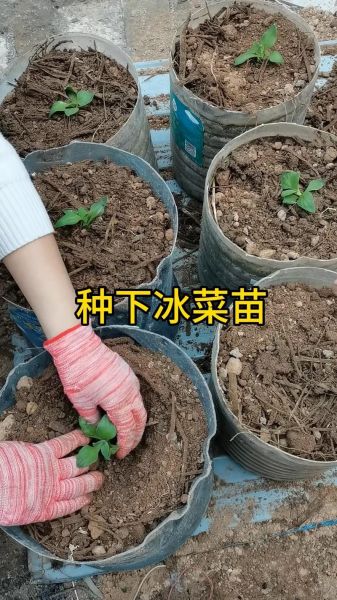 冰菜什么时候种最合适_冰菜种植方法步骤详解-第2张图片-山城妙识