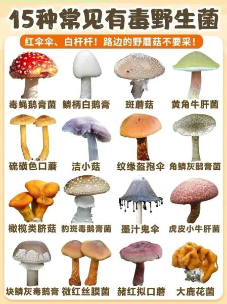 野生蘑菇图片怎么识别有毒_野生蘑菇中毒症状有哪些-第1张图片-山城妙识 野生蘑菇图片怎么识别有毒_野生蘑菇中毒症状有哪些-第1张图片-山城妙识