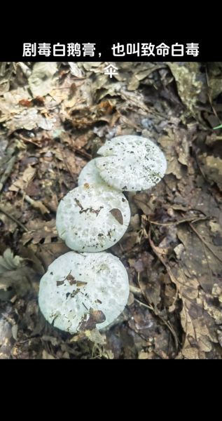 野生蘑菇图片怎么识别有毒_野生蘑菇中毒症状有哪些-第2张图片-山城妙识 野生蘑菇图片怎么识别有毒_野生蘑菇中毒症状有哪些-第2张图片-山城妙识