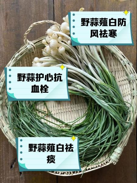 薤白的功效与作用_薤白能治什么病-第1张图片-山城妙识