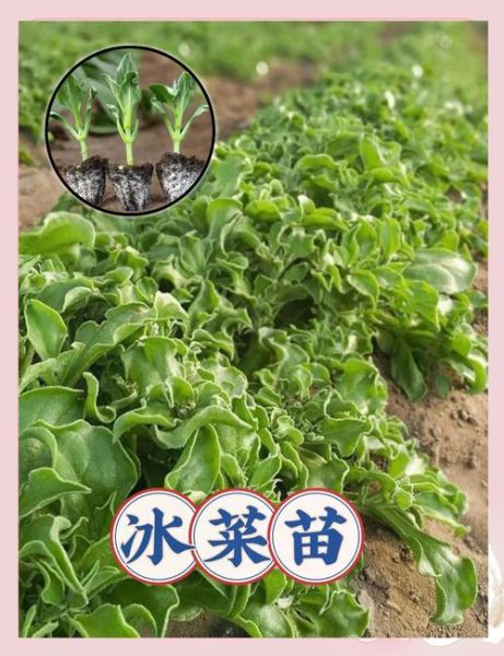 冰菜什么时候种最合适_冰菜种植方法步骤详解-第1张图片-山城妙识