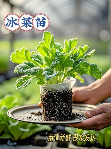 冰菜什么时候种最合适_冰菜种植方法步骤详解-第3张图片-山城妙识