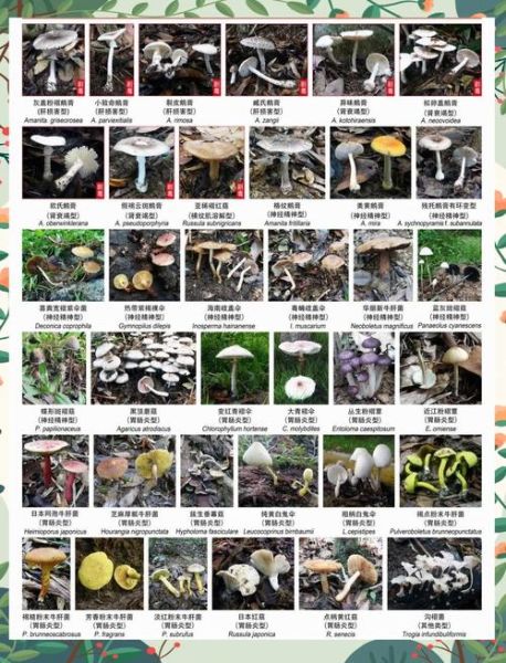 野生蘑菇图片怎么识别有毒_野生蘑菇中毒症状有哪些-第3张图片-山城妙识 野生蘑菇图片怎么识别有毒_野生蘑菇中毒症状有哪些-第3张图片-山城妙识