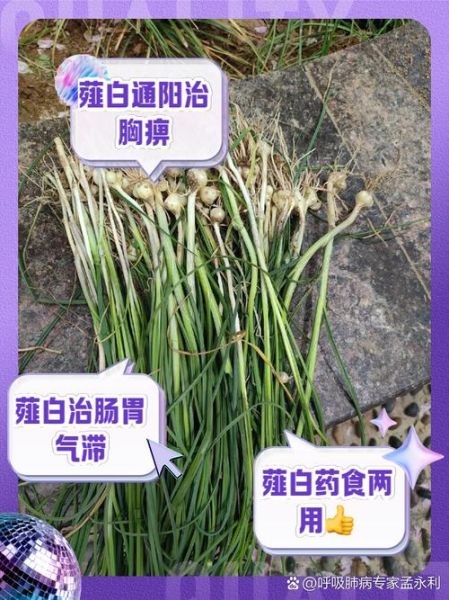 薤白的功效与作用_薤白能治什么病-第2张图片-山城妙识