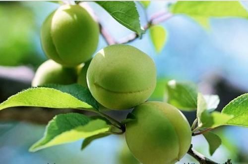 青梅1v2是什么_青梅1v2怎么玩-第2张图片-山城妙识 青梅1v2是什么_青梅1v2怎么玩-第2张图片-山城妙识