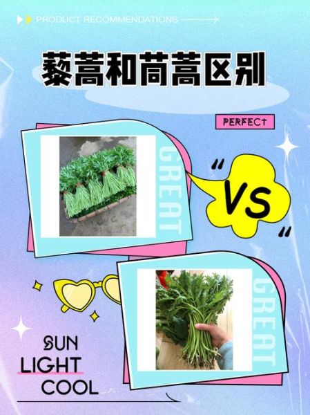 藜蒿是茼蒿吗_区别与营养价值对比-第1张图片-山城妙识