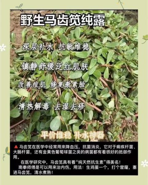 马齿苋纯露的功效与作用_马齿苋纯露怎么用-第1张图片-山城妙识 马齿苋纯露的功效与作用_马齿苋纯露怎么用-第1张图片-山城妙识